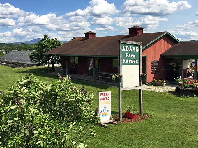 A red barn that screams "Vermont!" louder than Bernie Sanders at a town hall. This charming farm stand is where autumn dreams come true.