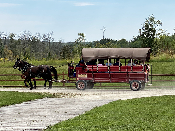 All aboard the time machine! This horse-drawn carriage isn't just a ride; it's your ticket to the 19th century, minus the cholera.