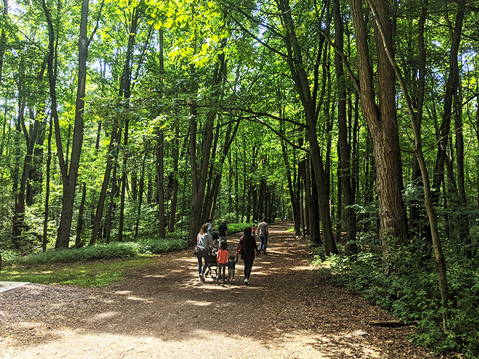 Nature's own cathedral! These towering trees create a leafy sanctuary that'll make you forget all about your inbox.