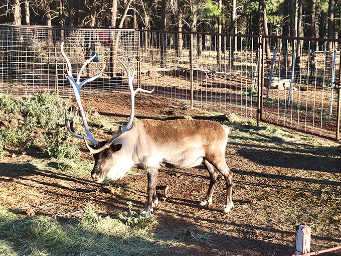 A majestic reindeer grazes peacefully in its enclosure at the Grand Canyon Deer Farm, surrounded by pine trees and wire fencing.