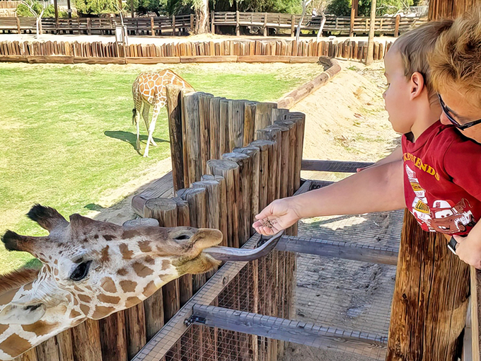 Reaching new heights: Young visitor makes a tall friend at the giraffe feeding station.
