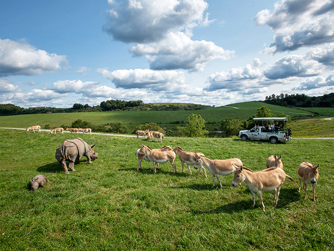 "The ultimate Ohio traffic jam! Who knew safari adventures were just a stone's throw from Cleveland?"