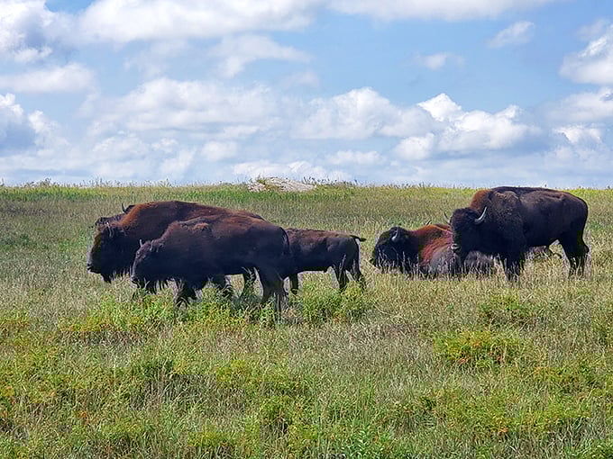 Where the buffalo roam&hellip; and pose for selfies! These majestic beasts are the true celebrities of Blue Mounds State Park, strutting their stuff on nature's red carpet.