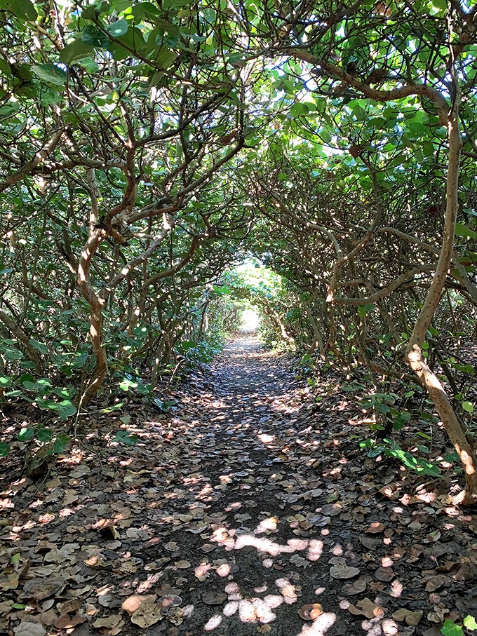 Nature's own rock concert! These limestone formations put on a show that would make even the Rolling Stones jealous.