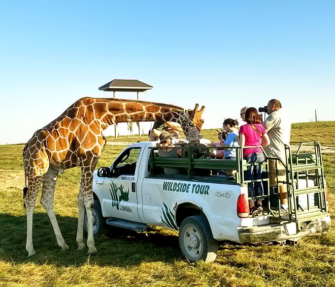 "Giraffe meets pickup truck: The ultimate Ohio traffic jam! Who knew safari adventures were just a stone's throw from Cleveland?"
