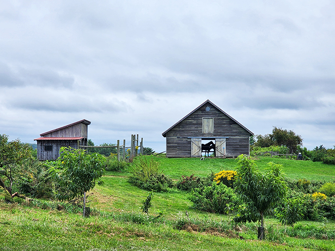 A postcard-perfect Vermont scene: weathered barns, lush greenery, and a cow peeking out like it's auditioning for a dairy commercial.