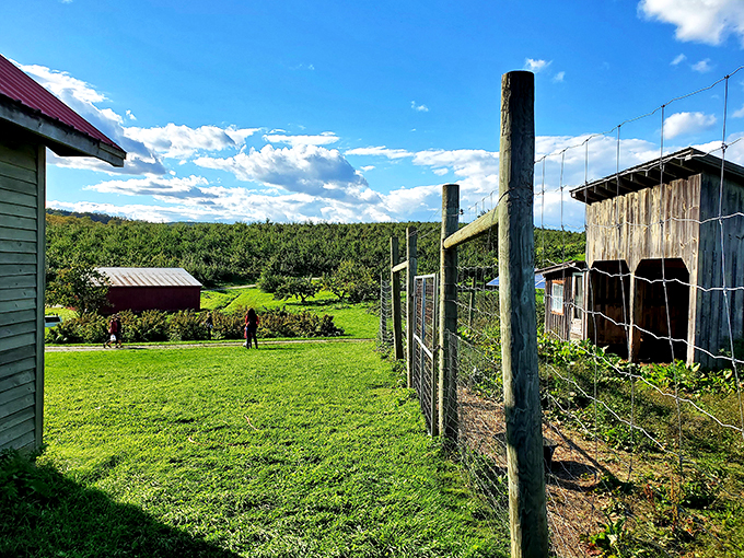 A postcard-perfect Vermont scene: weathered barns, lush greenery, and locals.