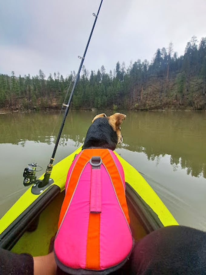 Who let the dogs out? On a kayak, apparently! This pup's living its best life as first mate.