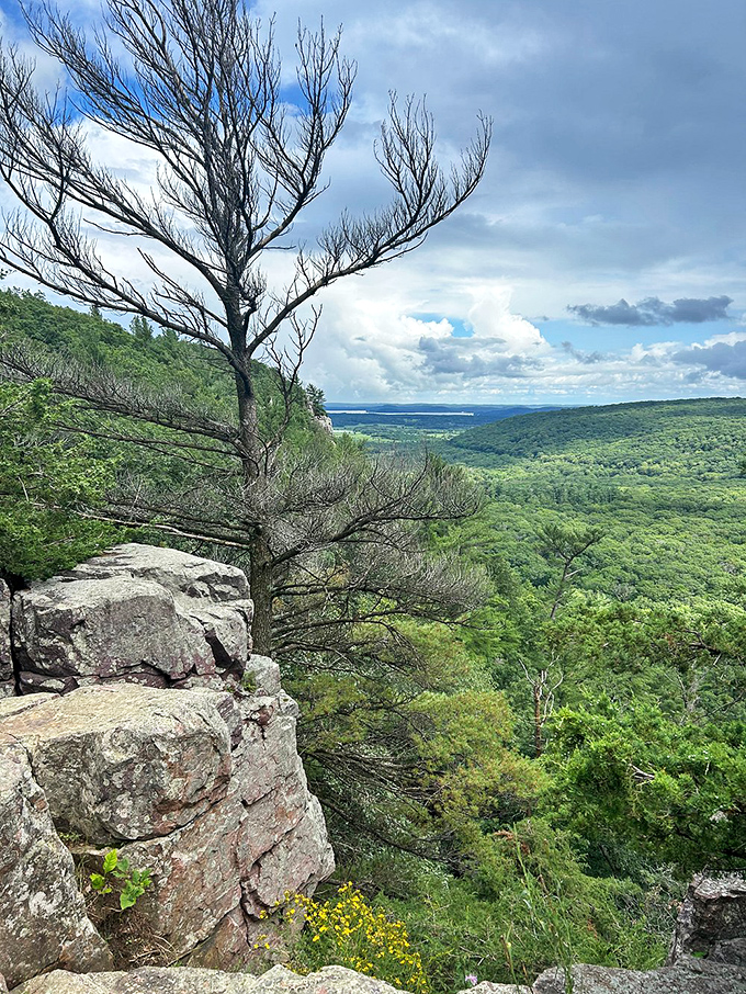 Tree-mendous views ahead! This leafy lookout is Mother Nature's way of framing her finest work.