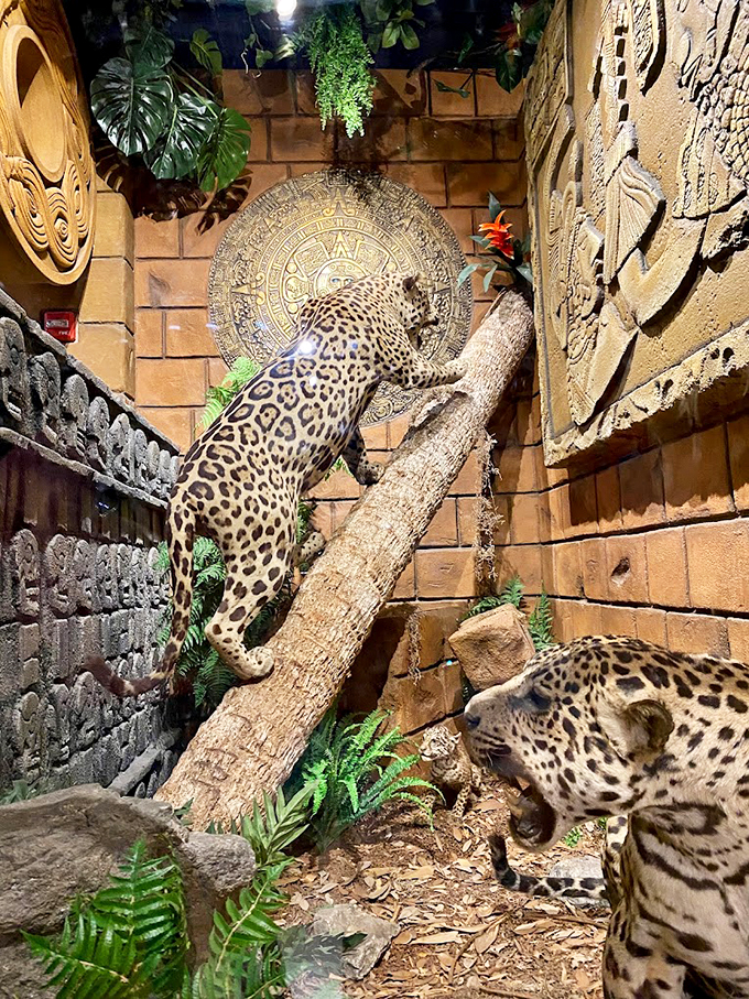 Jaguar exhibit: Where "Here, kitty kitty" meets "On second thought, I'll admire you from over here." Nature's beauty, safely contained.