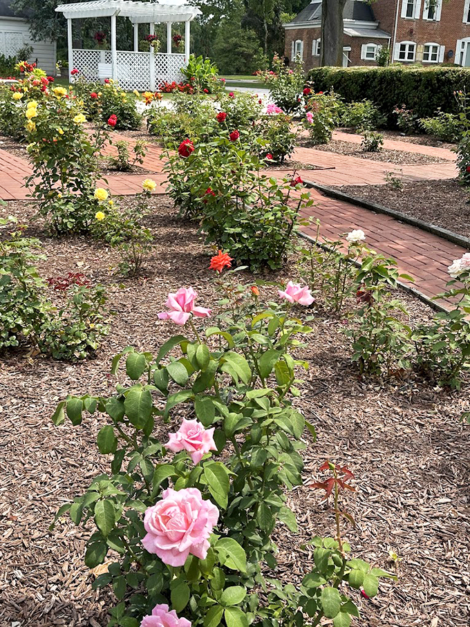 A rosy outlook indeed! This colorful garden could give the Queen of Hearts a run for her money.