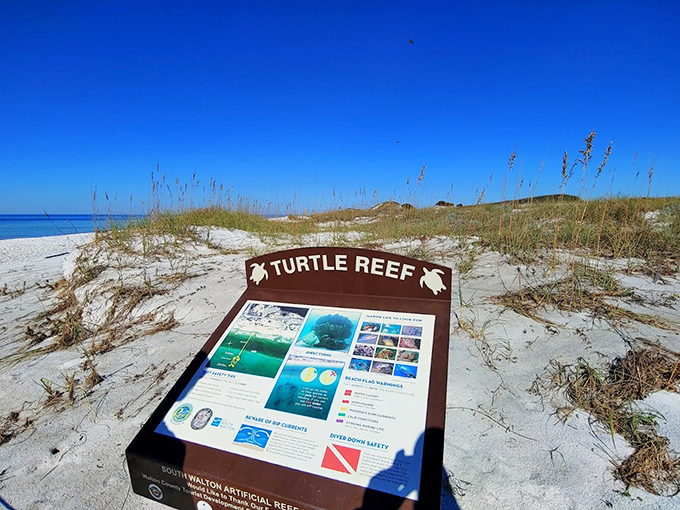 Turtle crossing: Educational signage meets beachside classroom. Who knew learning could come with such a view?