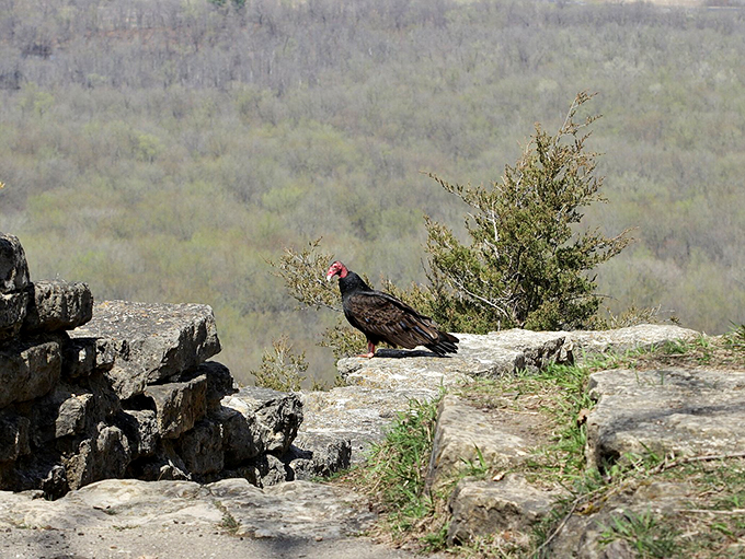 Bird's eye view? How about a turkey vulture's view! This feathered friend's got the best seat in the house.