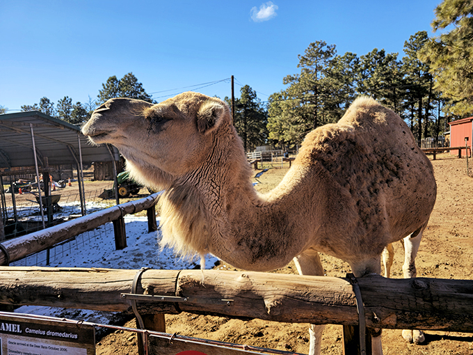 Hump day takes on a whole new meaning when you've got a camel for a neighbor!