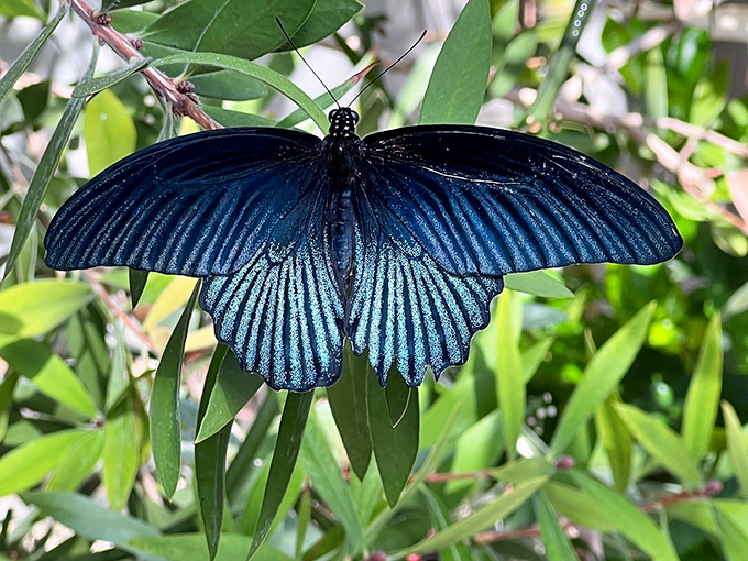 Talk about spreading your wings! This blue beauty is the butterfly equivalent of a supermodel on the runway.