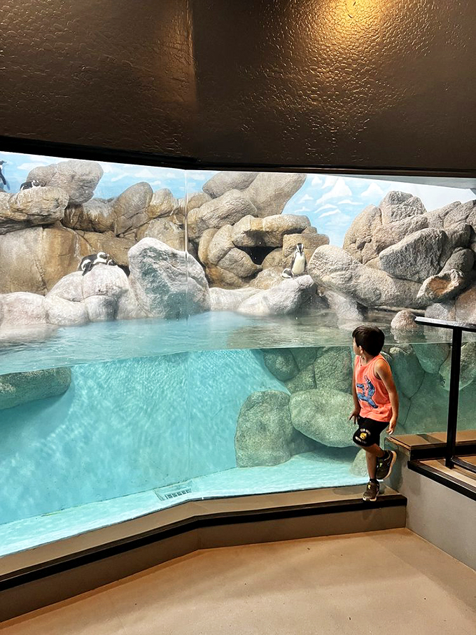 Chill out, desert style! These penguins are living proof that you can keep your cool even in Arizona.