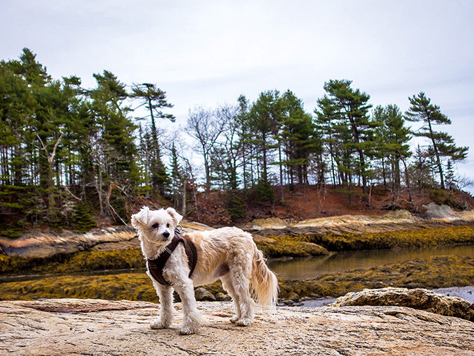 Four-legged explorers welcome: Where every sniff is a new adventure and every rock is a potential friend.