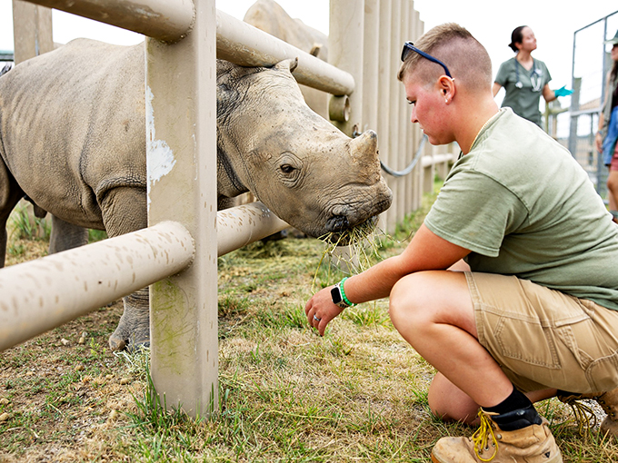 "When feeding time is a face-to-face affair. This rhino's getting room service with a side of human interaction."