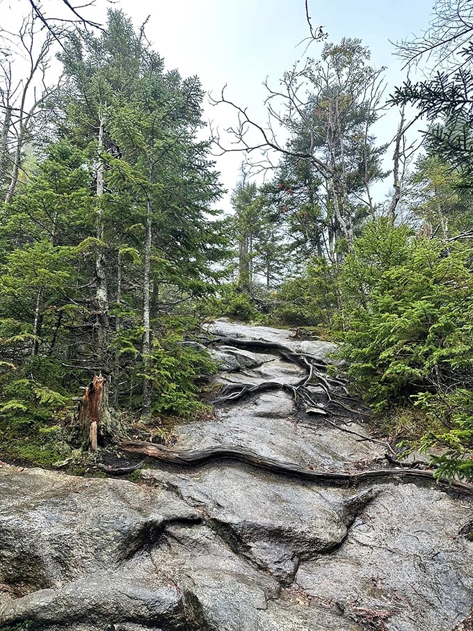 Rocky road ahead: where tree roots and boulders team up to give your ankles a workout.