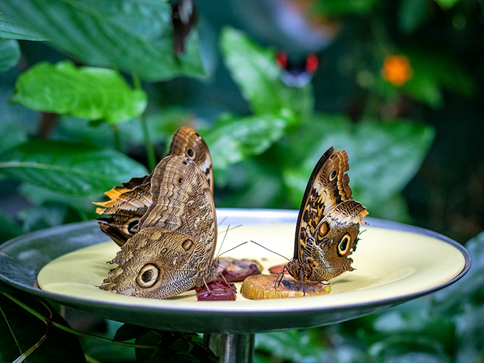 Butterfly brunch in progress! These winged wonders dine in style, proving that even insects appreciate a good spread. It's like a tiny, airborne version of "The Last Supper."