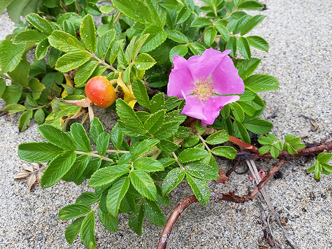 Nature's own jewelry box – this little beauty is proof that sometimes the best things come in small, petal-shaped packages.