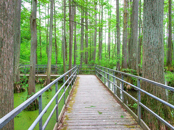 Cache River Boardwalk: Jurassic Park minus the dinosaurs (and the danger). Ancient cypress trees stand tall, probably gossiping about the good old days.