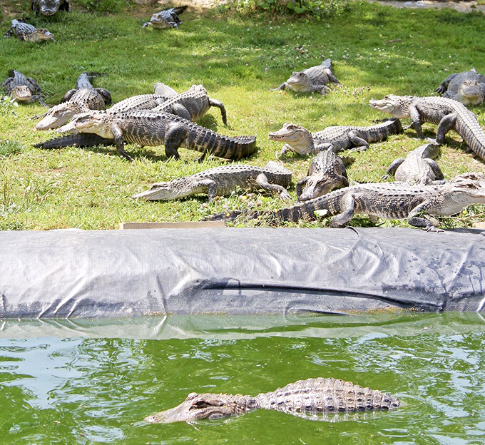 From roads to reptiles, this alligator haven proves detours are often the best part of the trip.