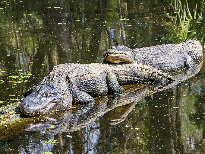 Gator crossing! These scaly sunbathers are the true kings of the Florida swamp.