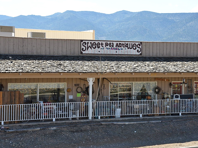 Sweet Pea Trading: where the Wild West meets mid-century modern. It's like your coolest relative's attic, if that relative was a time traveler.