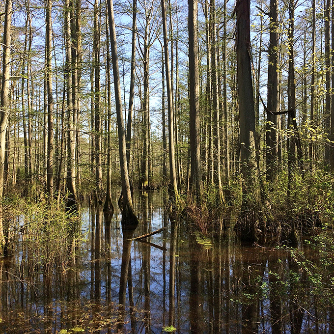 Swamp chic is in at Cache River! Cypress knees poke through still waters like nature's own avant-garde sculpture garden.