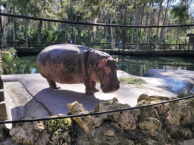 Hippo in Florida? Lu's living proof that you can be a fish out of water and still make a splash!