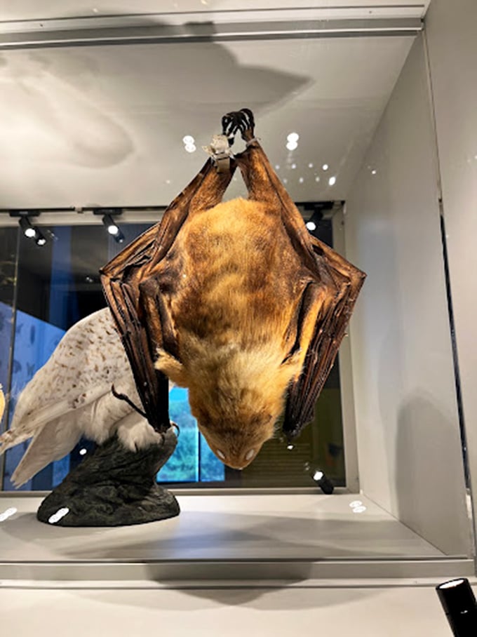 Hanging out at the Bell Museum takes on a whole new meaning with this bat exhibit. Talk about a night at the museum!