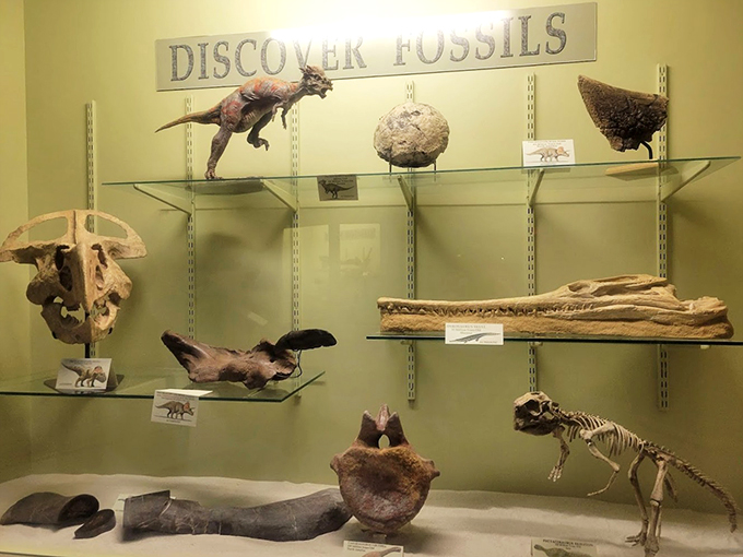 Fossil fever: catch it here! From tiny teeth to colossal claws, these remnants are a paleontologist's dream come true.