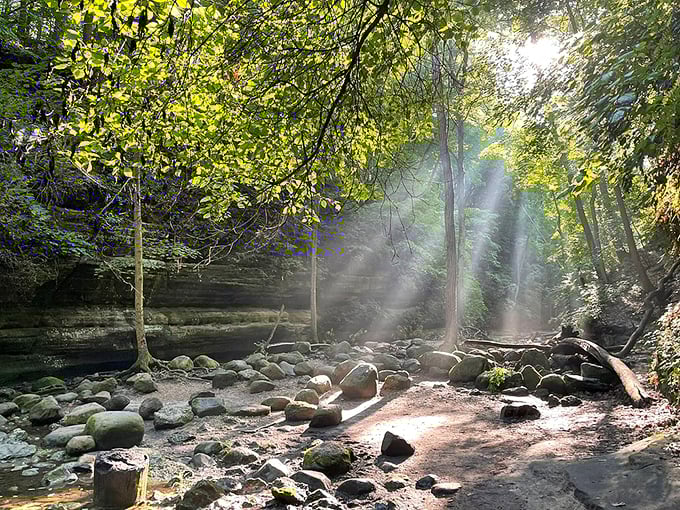 Morning rays playing peek-a-boo through the trees. It's nature's way of saying, "Rise and shine, adventurers!"