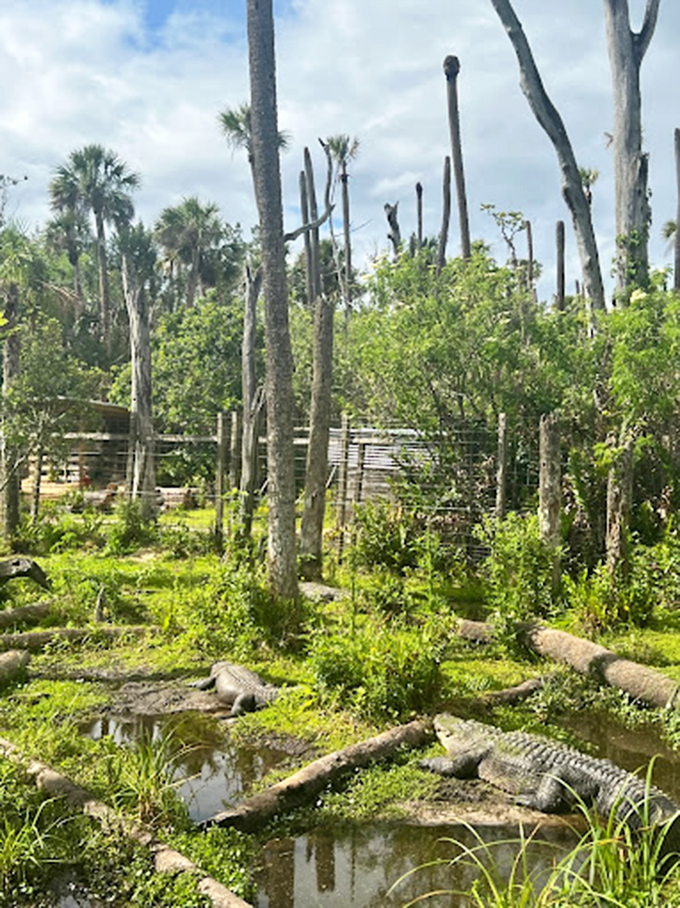 Gator paradise or nature's spa? These scaly sunbathers are living their best life in this swampy slice of heaven.