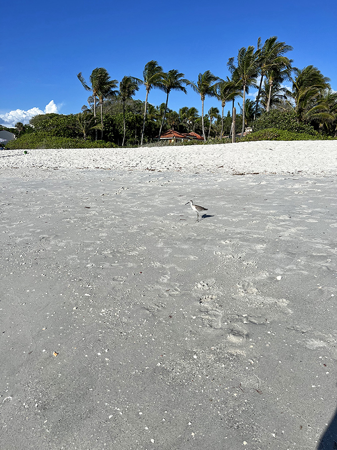Bird's the word! This feathered friend is living its best beach life, probably contemplating its next seafood dinner.