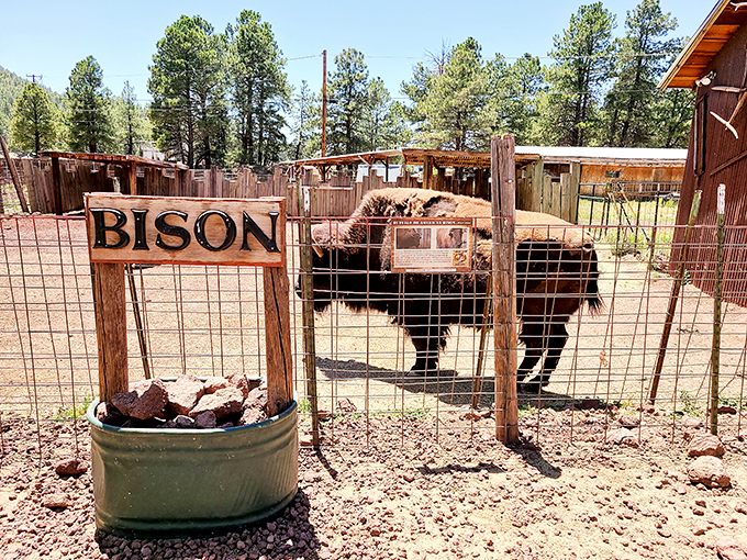 Talk about a traffic jam! This bison looks like he's posing for his driver's license photo.