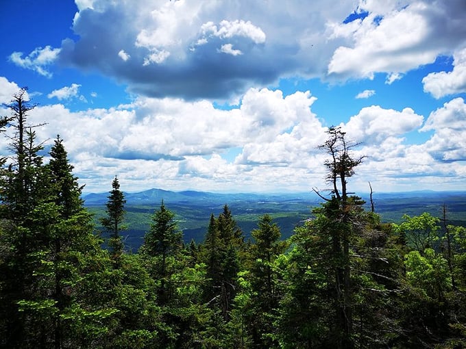Welcome to the Ent's neighborhood: where trees stand tall and proud, like nature's skyscrapers.