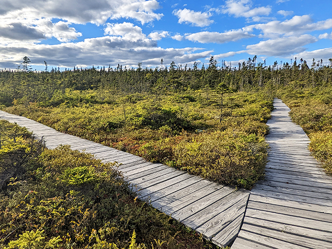 Boardwalk empire, nature edition! Where every step brings you closer to understanding why they call it the "Great Outdoors."