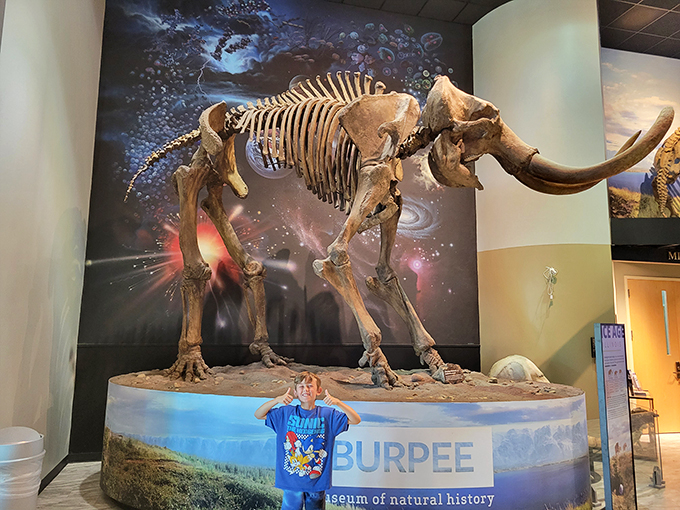 Mammoth-sized photo op! This gentle giant's skeleton is the ultimate selfie backdrop for the paleontology-obsessed.