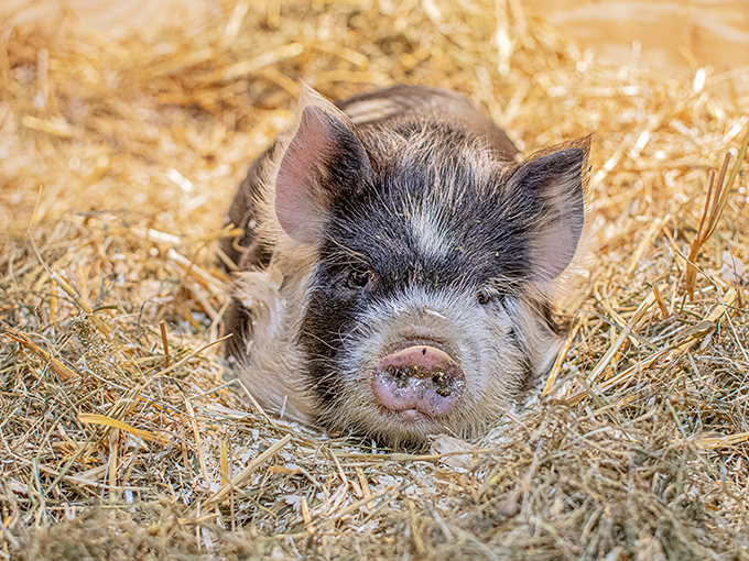 This little piglet is living its best life. It's the farm version of "Netflix and chill" &ndash; more like "hay and snooze."