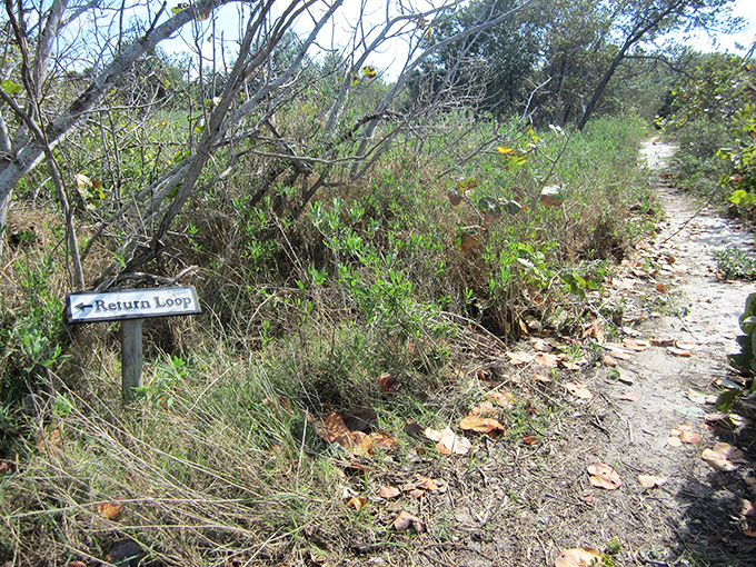 "Return Loop" or "Adventure Awaits"? This trail is beckoning like a siren song for nature lovers.