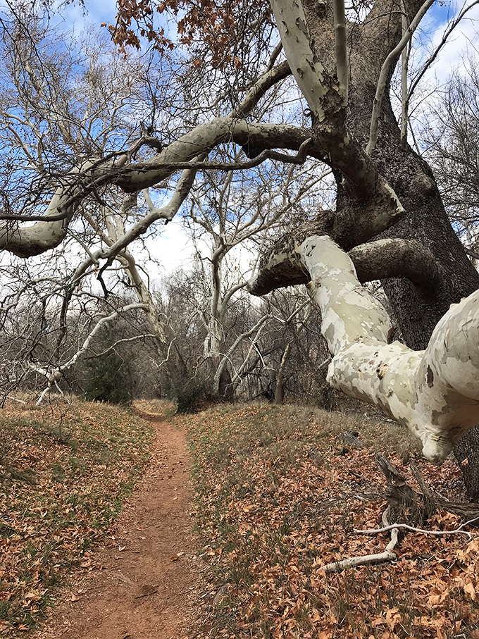Who needs yellow brick roads when you've got red dirt trails? Follow this path to discover the wizardry of the Arizona wilderness.