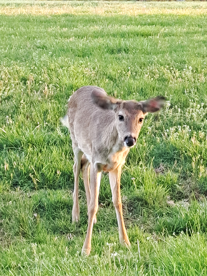 "Excuse me, do you have a moment to talk about our lord and savior, Bambi?" This deer looks ready for its close-up.