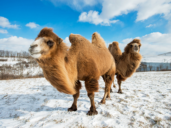 "Camels in the snow? It's like a Christmas card from the Sahara, proving Ohio winters are an equal-opportunity chiller."