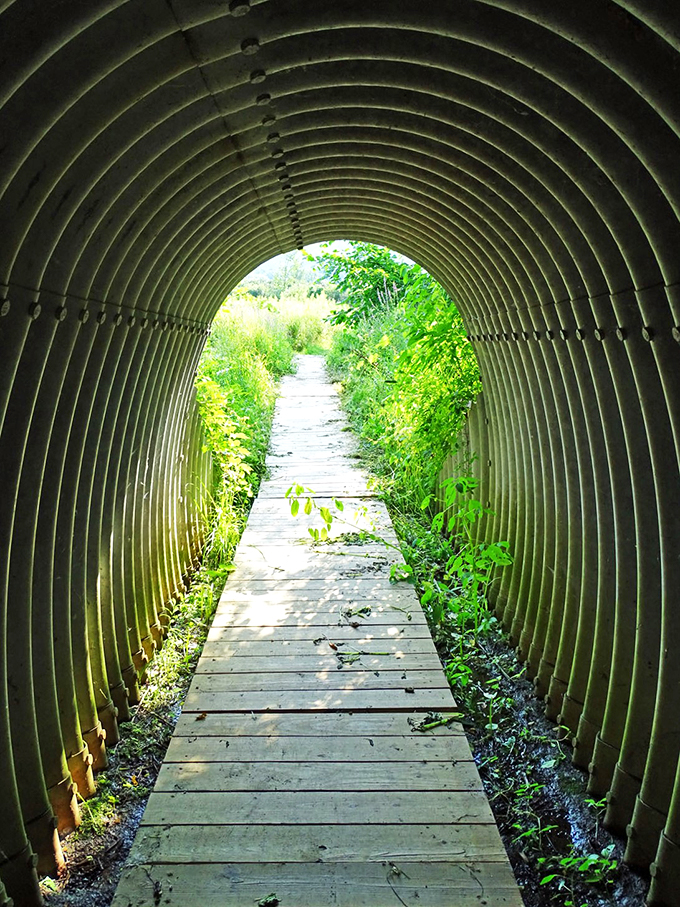 Step into nature's time machine! This boardwalk tunnel transports you from everyday life to a world of wonder faster than you can say "Narnia."