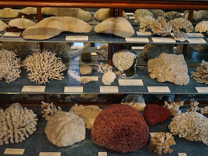 The ocean called &ndash; it wants its bling back! This coral collection puts most jewelry boxes to shame.