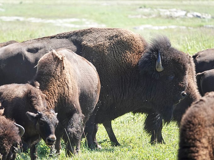It's a family reunion, bison style! No awkward small talk here, just some good old-fashioned grazing and occasional grunting.