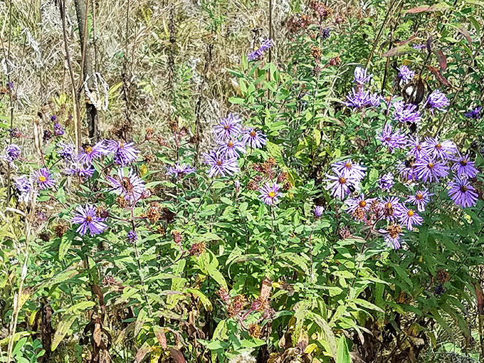 Purple reign! These wildflowers are putting on a show that would make Prince proud, turning the forest floor into nature's own dance floor.