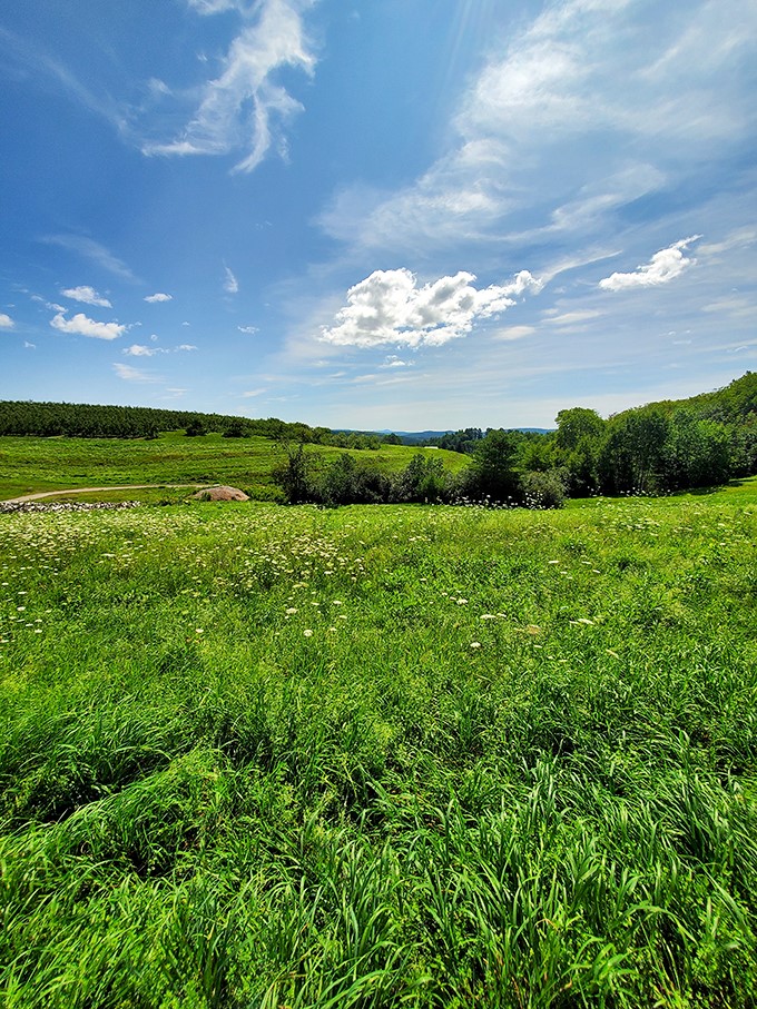 Rolling hills, wildflowers, and endless sky – it's the kind of view that makes you want to break into "The Hills Are Alive."